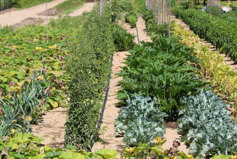 Ripe Vegetables Grown in a Vegetable Garden Stock Photo - Image of ...