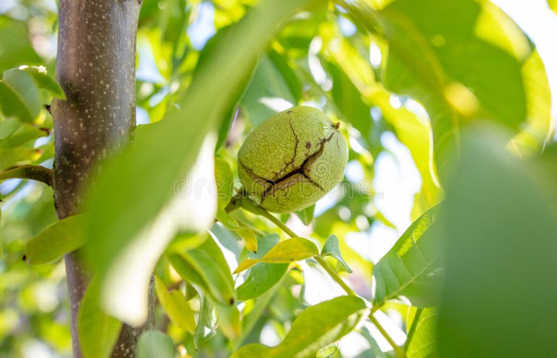 Ripe Walnut on the Branches of a Tree. Stock Photo - Image of branch ...