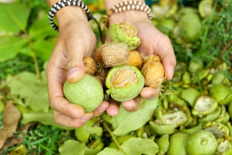 Ripe Walnut with Green Shell on Greenery Background in Hand. Walnut in ...