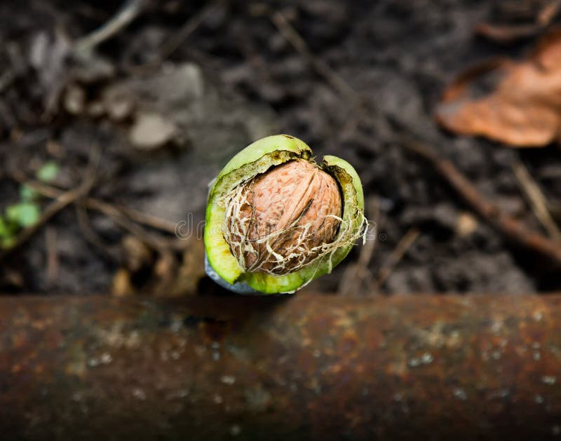 Ripe Walnut on a Ground. stock image. Image of food, crack - 97191621