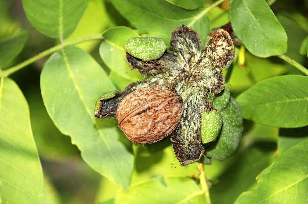 Ripe walnut on tree stock photo. Image of coat, ripeness - 10895076