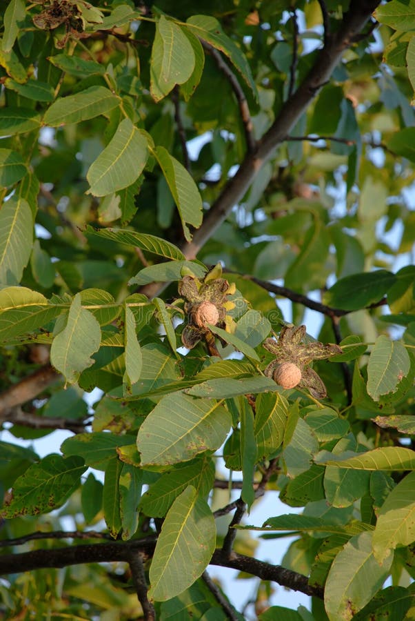 Ripe walnut stock photo. Image of brown, grow, farm, fall - 22881554