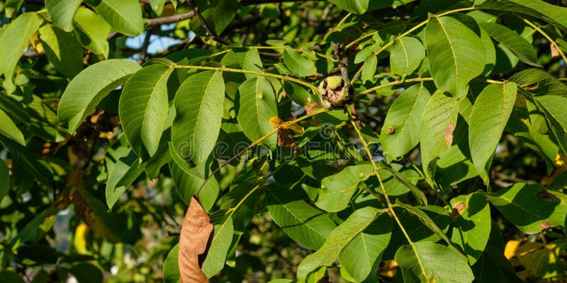 Ripe Walnut at a Tree Branch Stock Photo - Image of leaf, green: 136618168