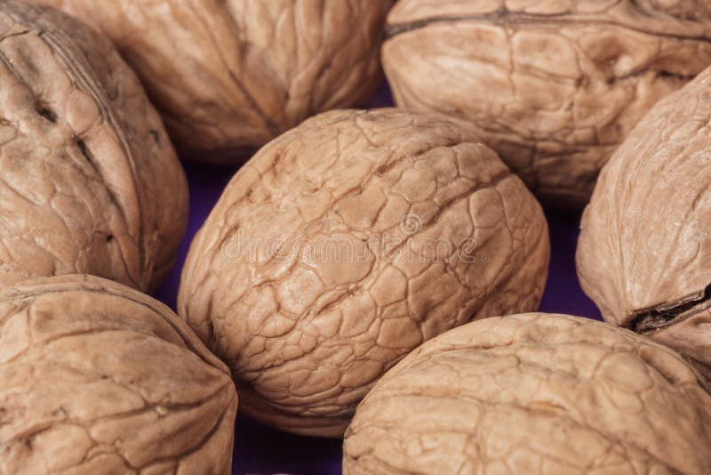 Ripe walnuts stock image. Image of crop, nutty, nuts - 213952457