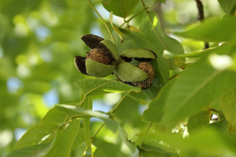 Ripe Walnuts in Husks Growing on Tree Outdoors, Closeup View Stock ...