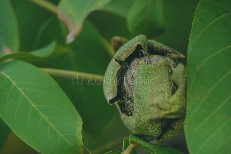 Ripe walnuts on the tree stock image. Image of growth - 127901187