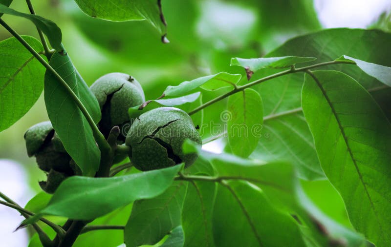 Ripe walnuts on the tree stock image. Image of husked - 132919309