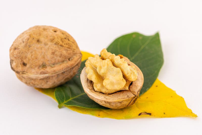 Ripe Walnuts on White Background Stock Photo - Image of brown, macro ...