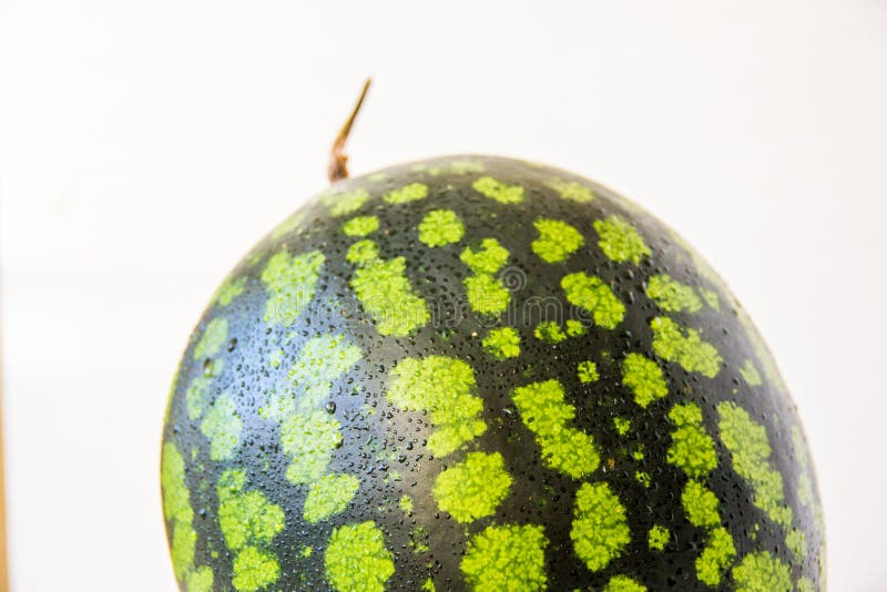 Ripe Watermelon Rind with Waterdrops Close Up Shoot, White Back. Stock ...