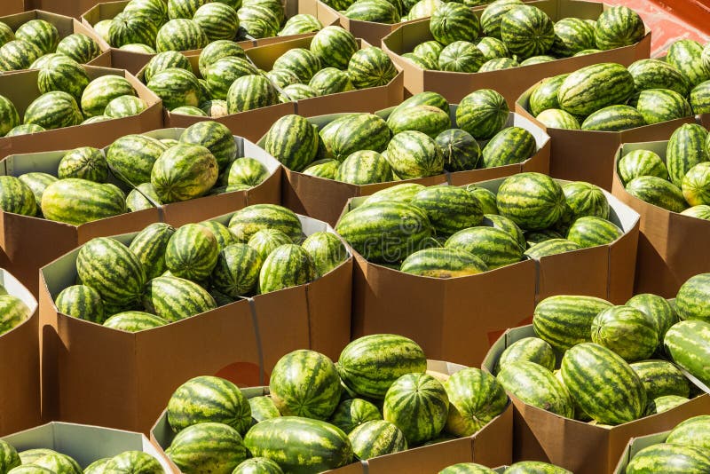 Ripe Watermelons Packed in Cardboard Boxes for Delivery To the Store ...