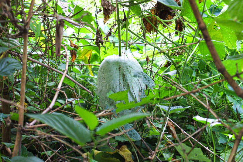 Ripe wax gourd on tree stock image. Image of herbal - 253833983