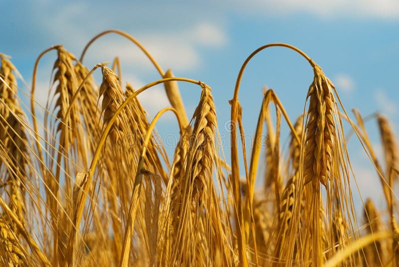 Ripe wheat stock photo. Image of change, monoculture - 10035544