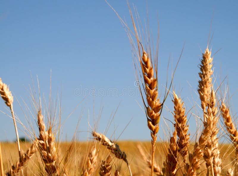 Ripe wheat stock image. Image of food, farmland, landscape - 116471