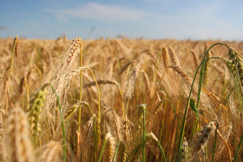 Wheat field stock photo. Image of bread, reap, cereal, seed - 326150