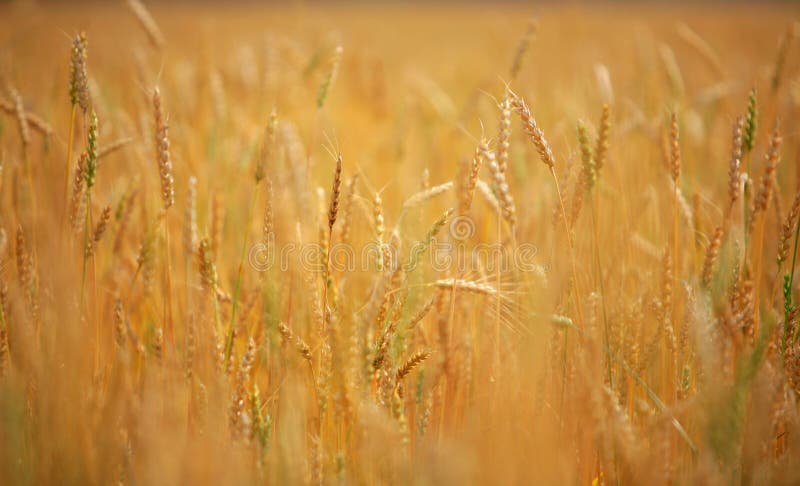 Ripe wheat stock photo. Image of agriculture, meadow - 13280024