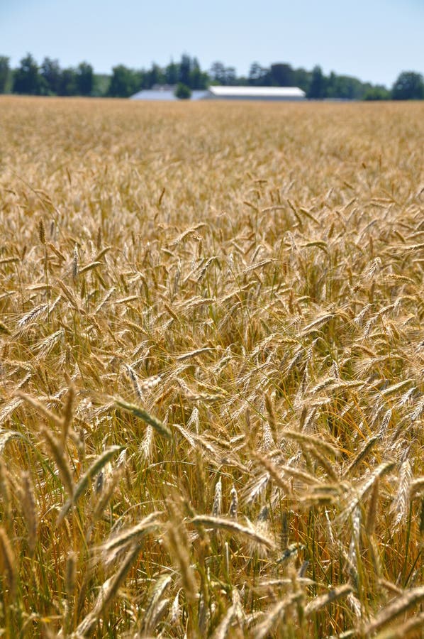 Ripe wheat stock image. Image of midwest, season, prices - 15020317