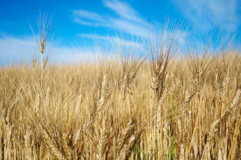 Ripe wheat stock photo. Image of plant, scenic, horizon - 15095736