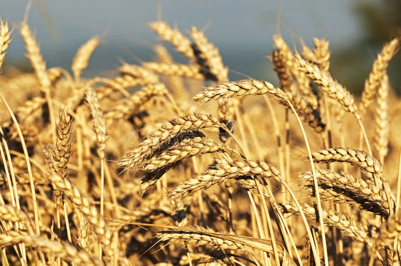 Ripe wheat stock photo. Image of closeup, icon, symbol - 15504598