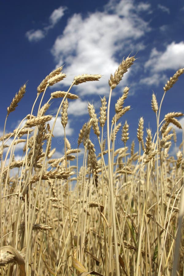 Ripe wheat stock image. Image of wheat, seed, isolated - 15736603