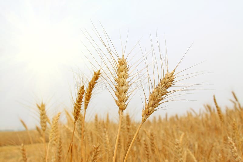 Ripe wheat stock image. Image of concept, ecology, growth - 22942191