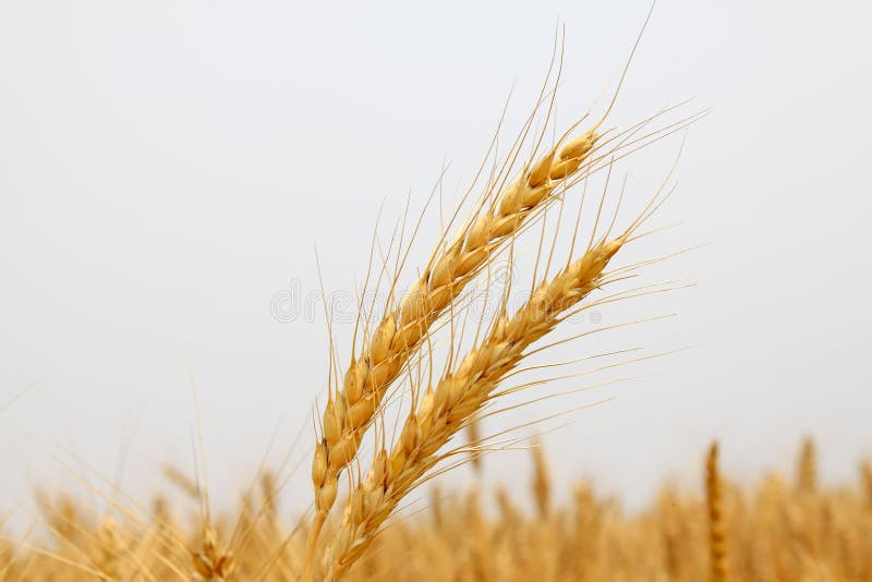 Ripe wheat stock photo. Image of outdoor, quiet, crops - 22942214