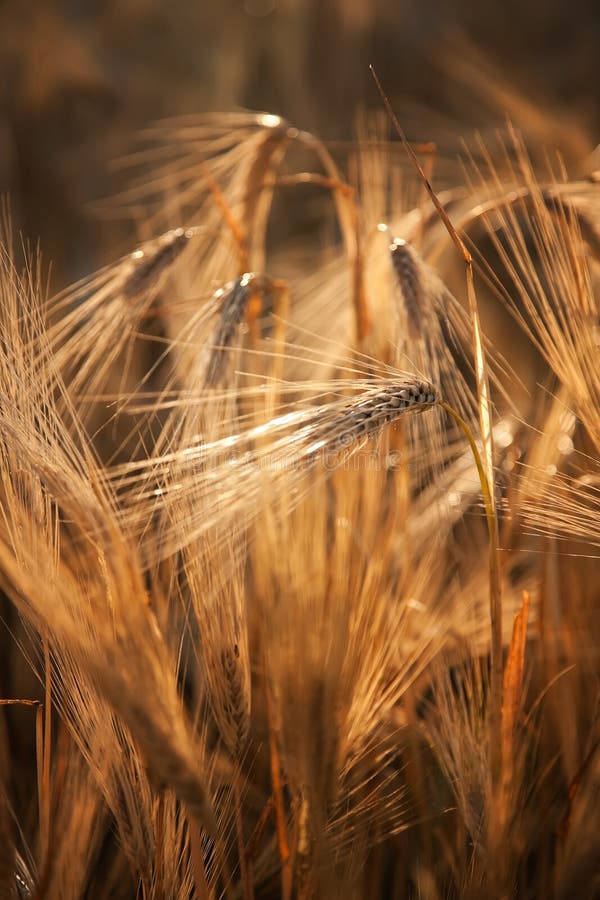 Ripe Wheat Harvest in Summer Stock Image - Image of cereal, ripe: 255570355