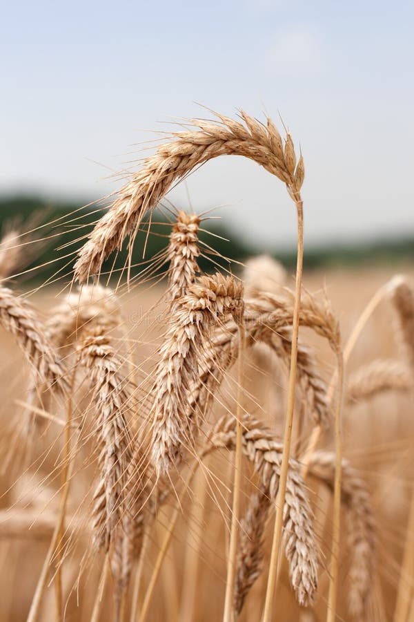 Ripe wheat stock image. Image of rural, food, emmer, triticale - 25977123