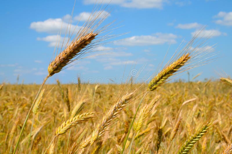 Ripe wheat stock photo. Image of ripe, farm, harvesting - 37875534