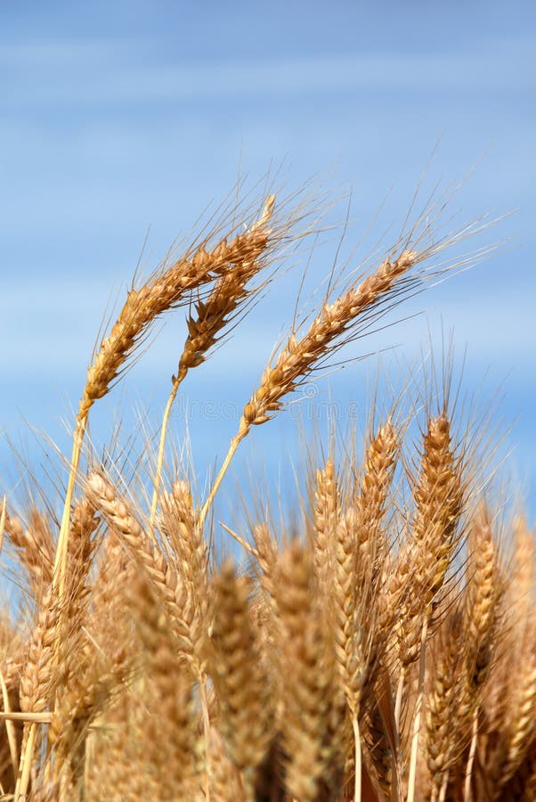 Combine harvesting wheat stock photo. Image of crop, growing - 10139382