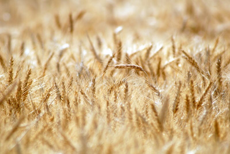 Ripe Wheat stock image. Image of nature, natural, grass - 5301061