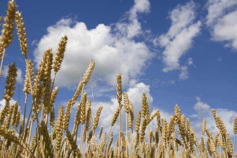 Ripe wheat stock image. Image of agriculture, ecology - 5794031