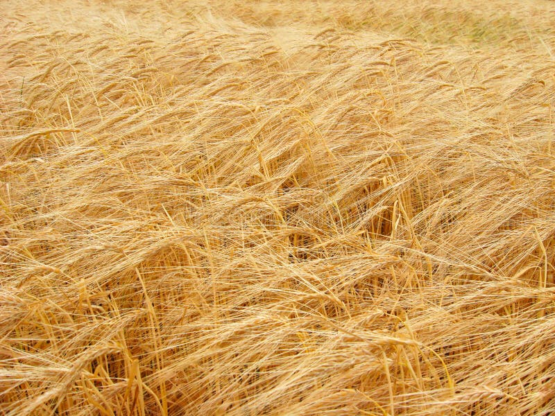 Ripe wheat stock photo. Image of natural, closeup, food - 8727612