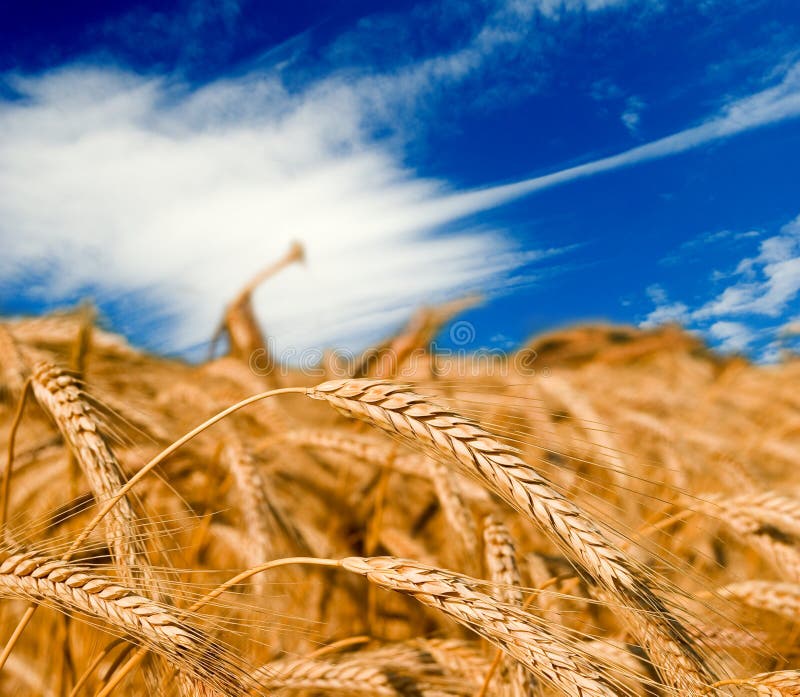 Ripe wheat stock image. Image of nature, wanderer, celestial - 9775971