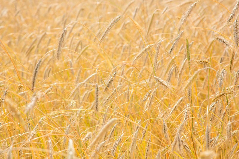 Ripe wheat background stock image. Image of golden, harvest - 88478999