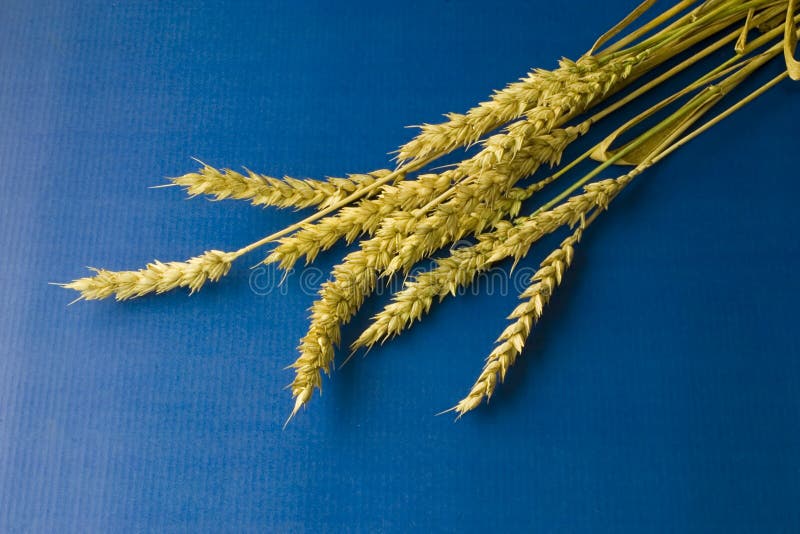 Ripe Wheat on Blue Background Stock Photo - Image of intense ...