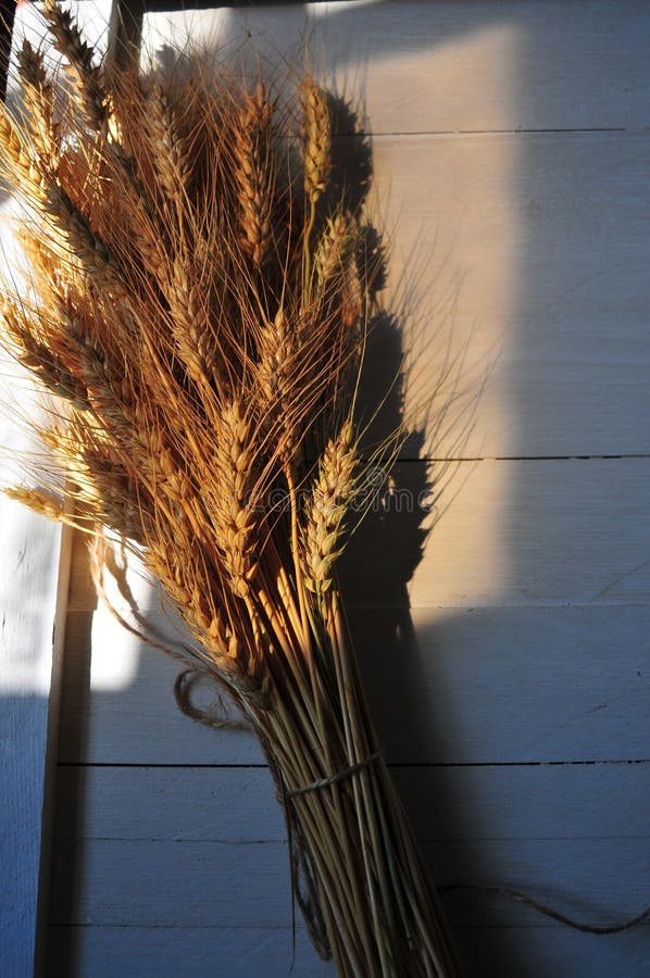 Ripe Wheat Bran on the Table Stock Photo - Image of border, cereal ...