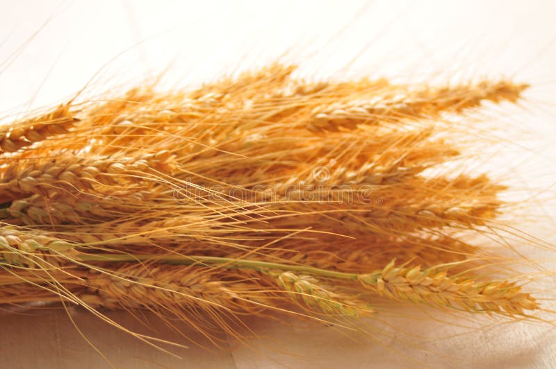 Ripe Wheat Bran on the Table Stock Photo - Image of organic, grow ...