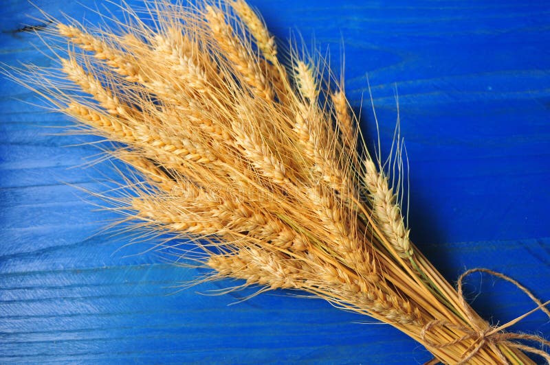 Ripe Wheat Bran on the Table Stock Image - Image of board, orange: 98388315