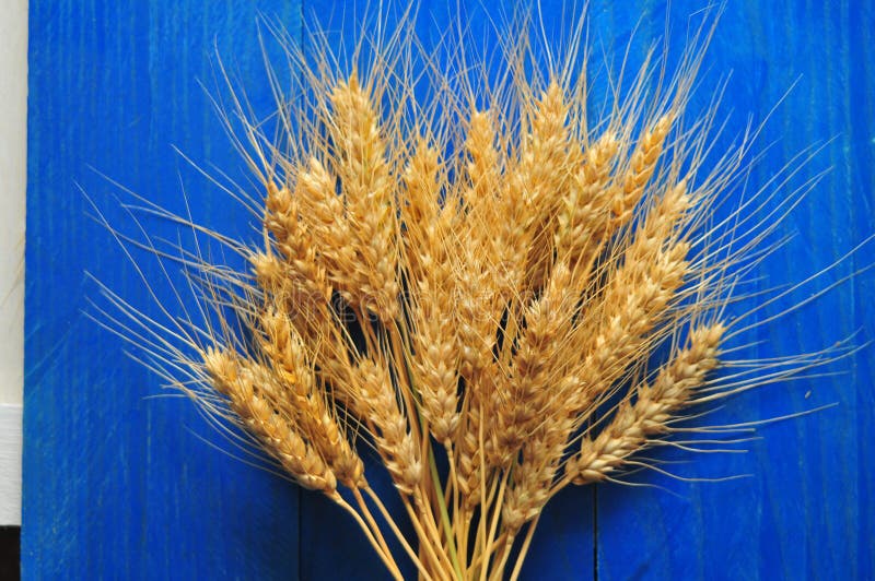 Ripe Wheat Bran on the Table Stock Photo - Image of orange, blue: 98388434