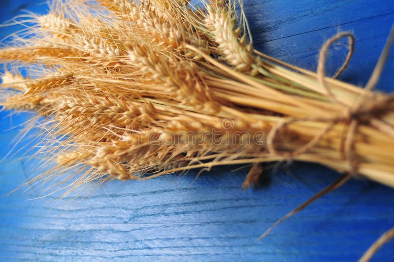 Ripe Wheat Bran on the Table Stock Image - Image of grow, crop: 98388765