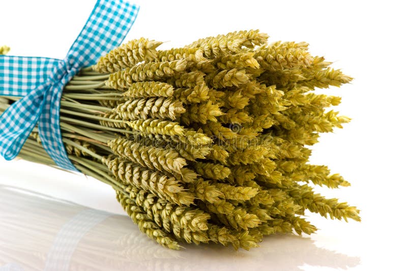 Ripe Wheat with Checked Ribbon Stock Photo - Image of ripe, ingredient ...