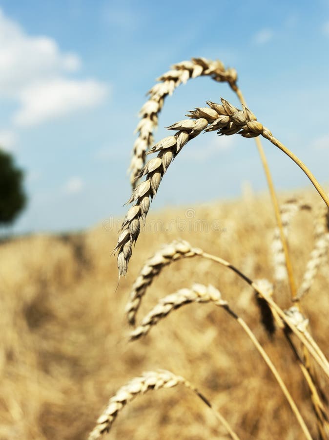 Ripe wheat close-up stock image. Image of agriculture - 26193465