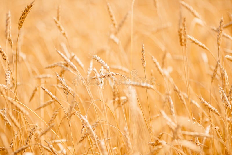 Ripe Wheat Develops in Wind Close-up Sunset Light Stock Photo - Image ...