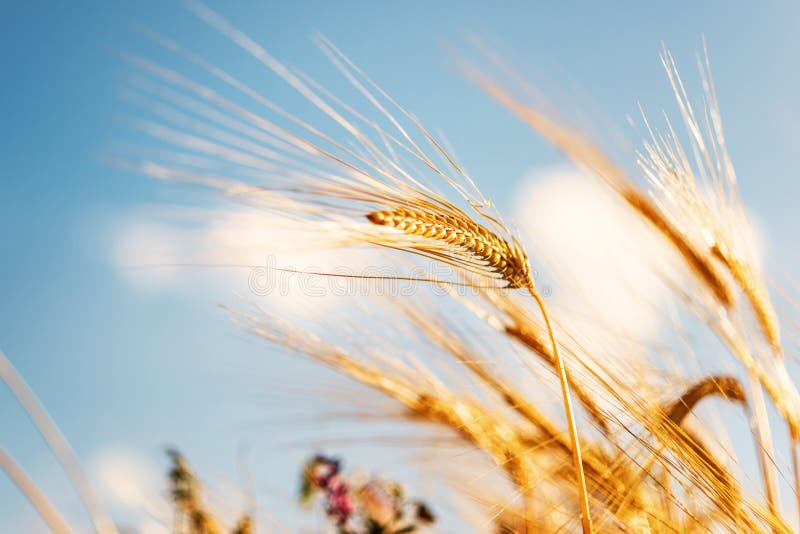 Ears of Wheat in Golden Color Stock Image - Image of organic, blue ...