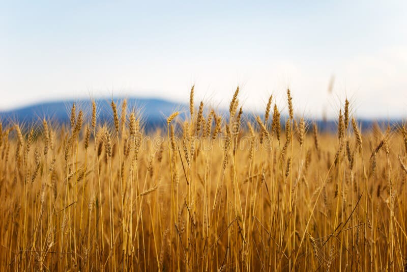 Ears of Wheat in Golden Color Stock Image - Image of summer, harvest ...