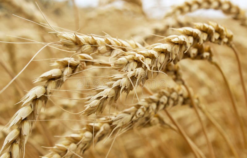 Ripe wheat stock photo. Image of placer, harvest, stack - 60020488