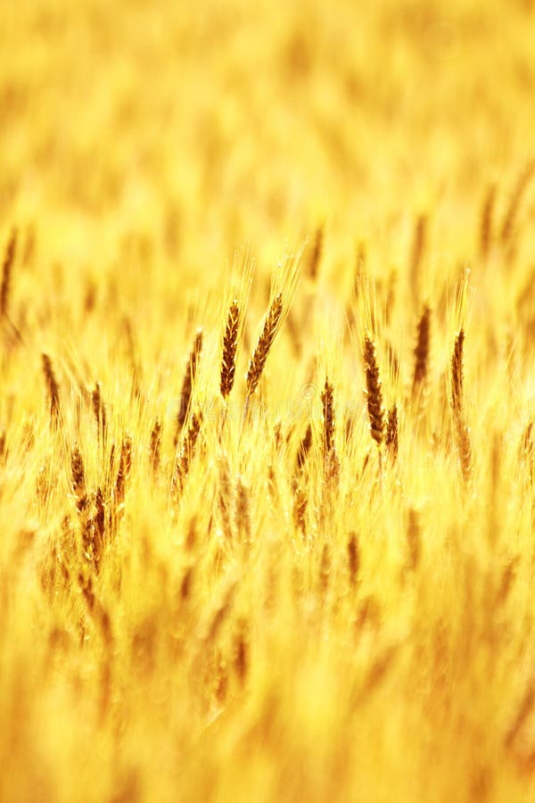 Ripe wheat field stock image. Image of beverage, agricultural - 2905121