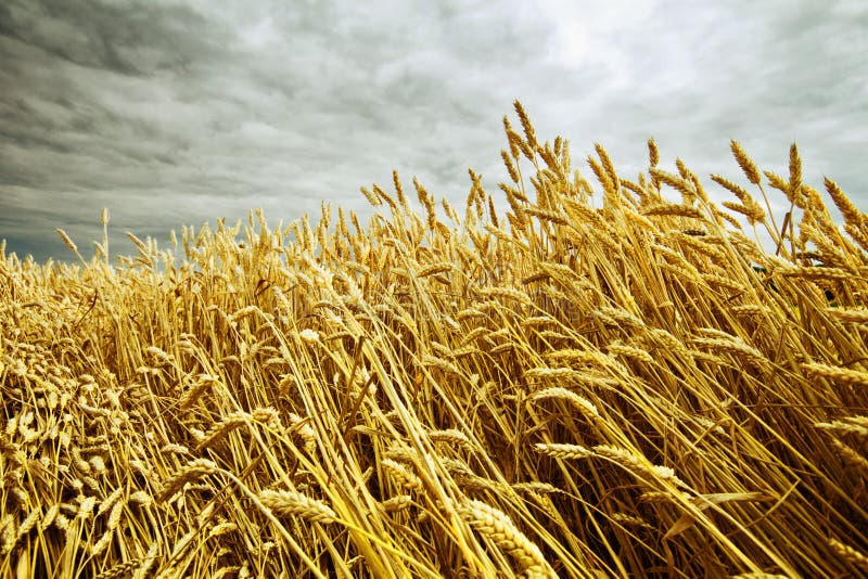 Ripe wheat in the field stock photo. Image of health - 19118588