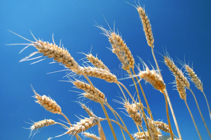 Ripe wheat stock image. Image of food, farmland, landscape - 116471