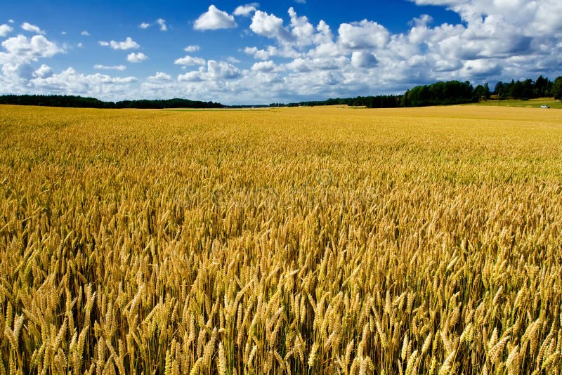 Ripe wheat field stock image. Image of healthy, brandy - 3292745